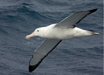 Home Old Https Redlist Necca Gov Gr