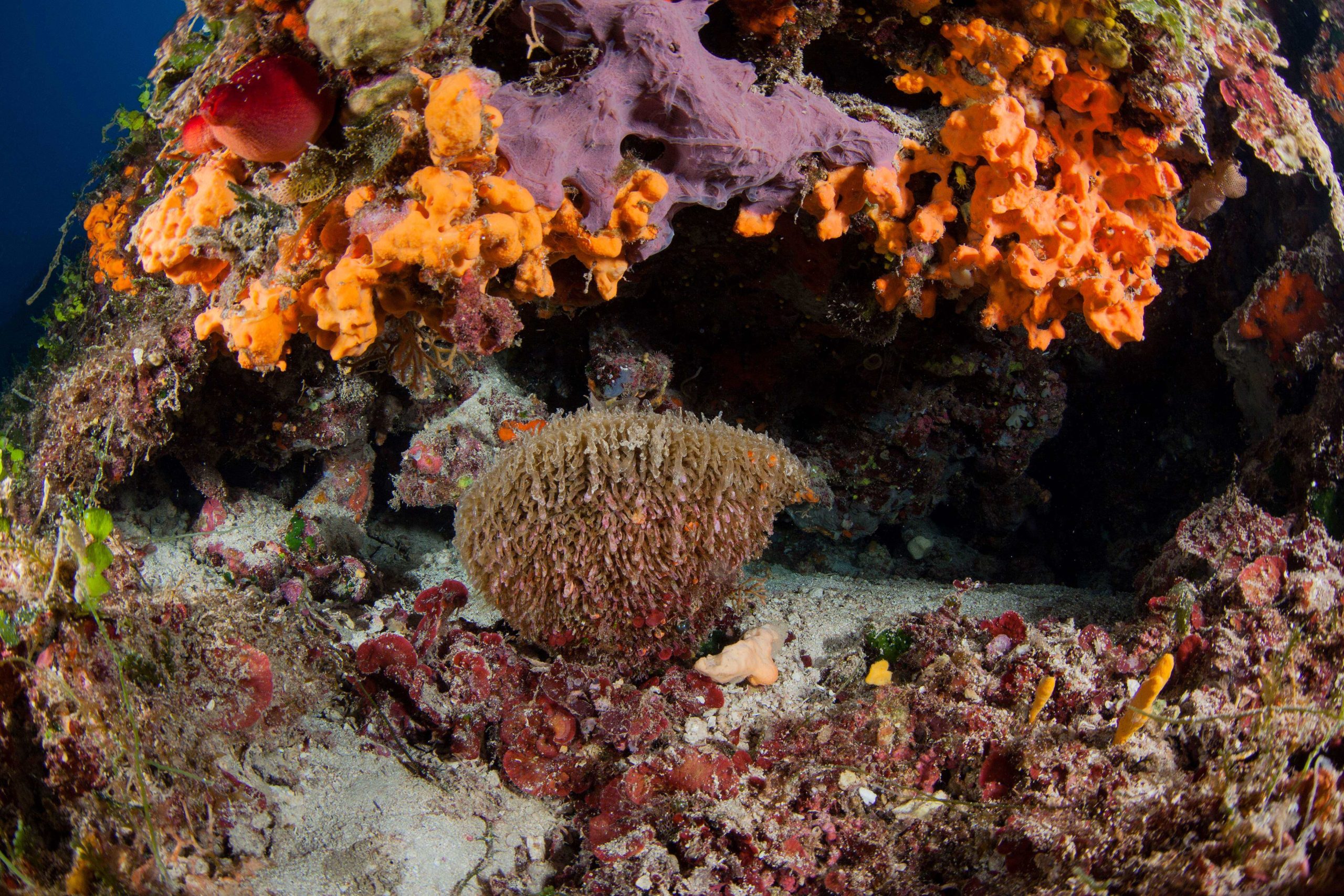 Ελληνικός Κόκκινος Κατάλογος